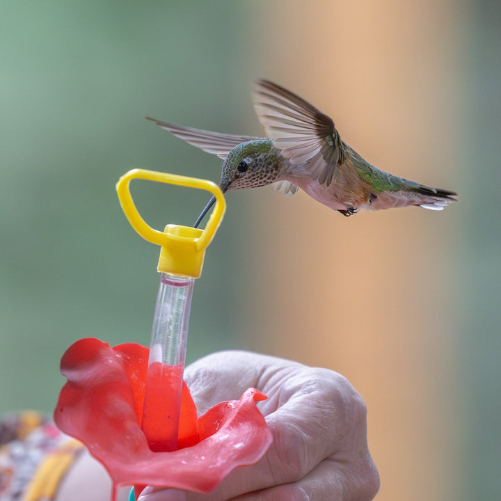 HummViewer: The Revolutionary Wearable Hummingbird Feeder